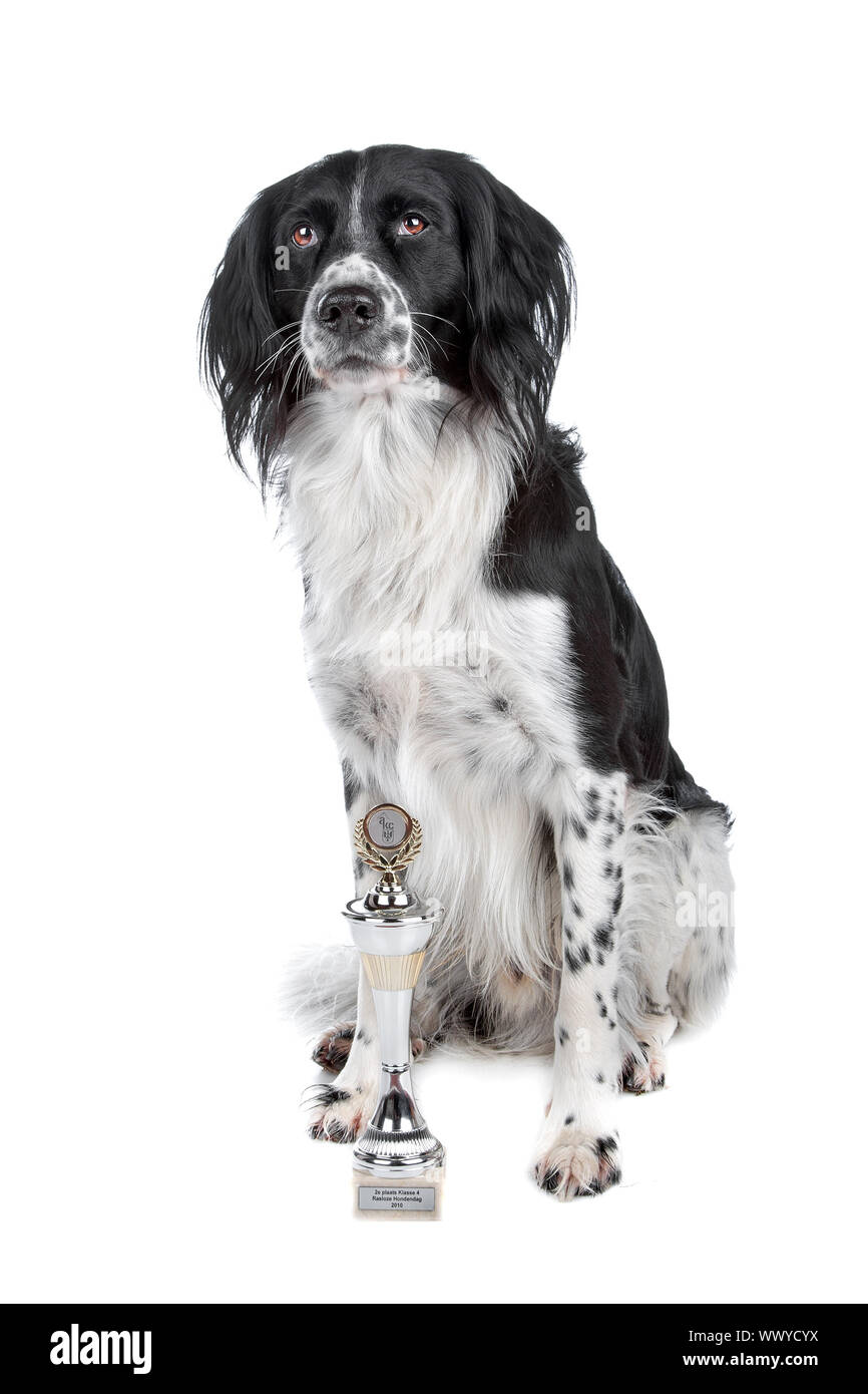 Mixed breed dog and his prize sitting, isolated on a white background ...