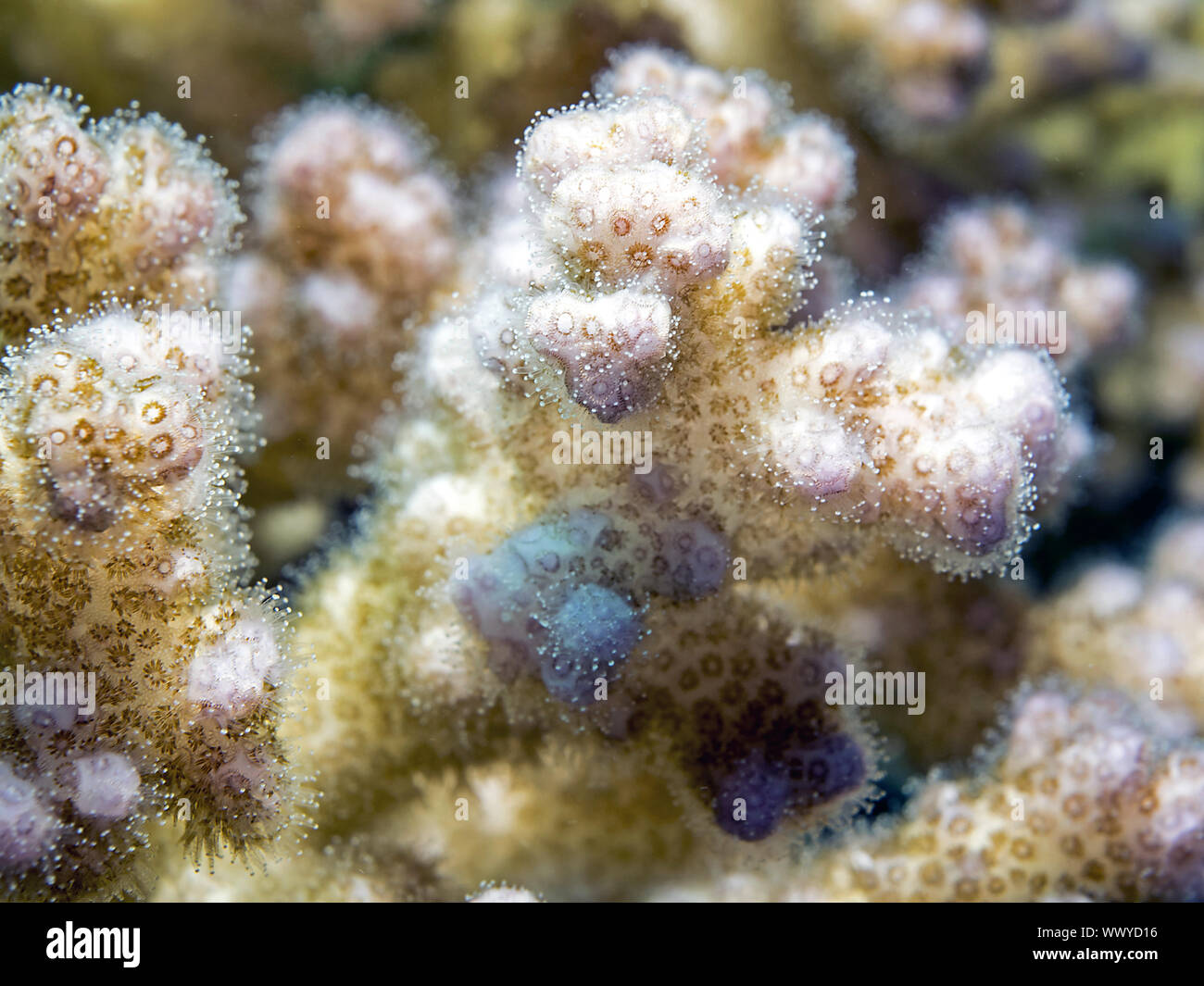 Coral polyp close up hi-res stock photography and images - Alamy