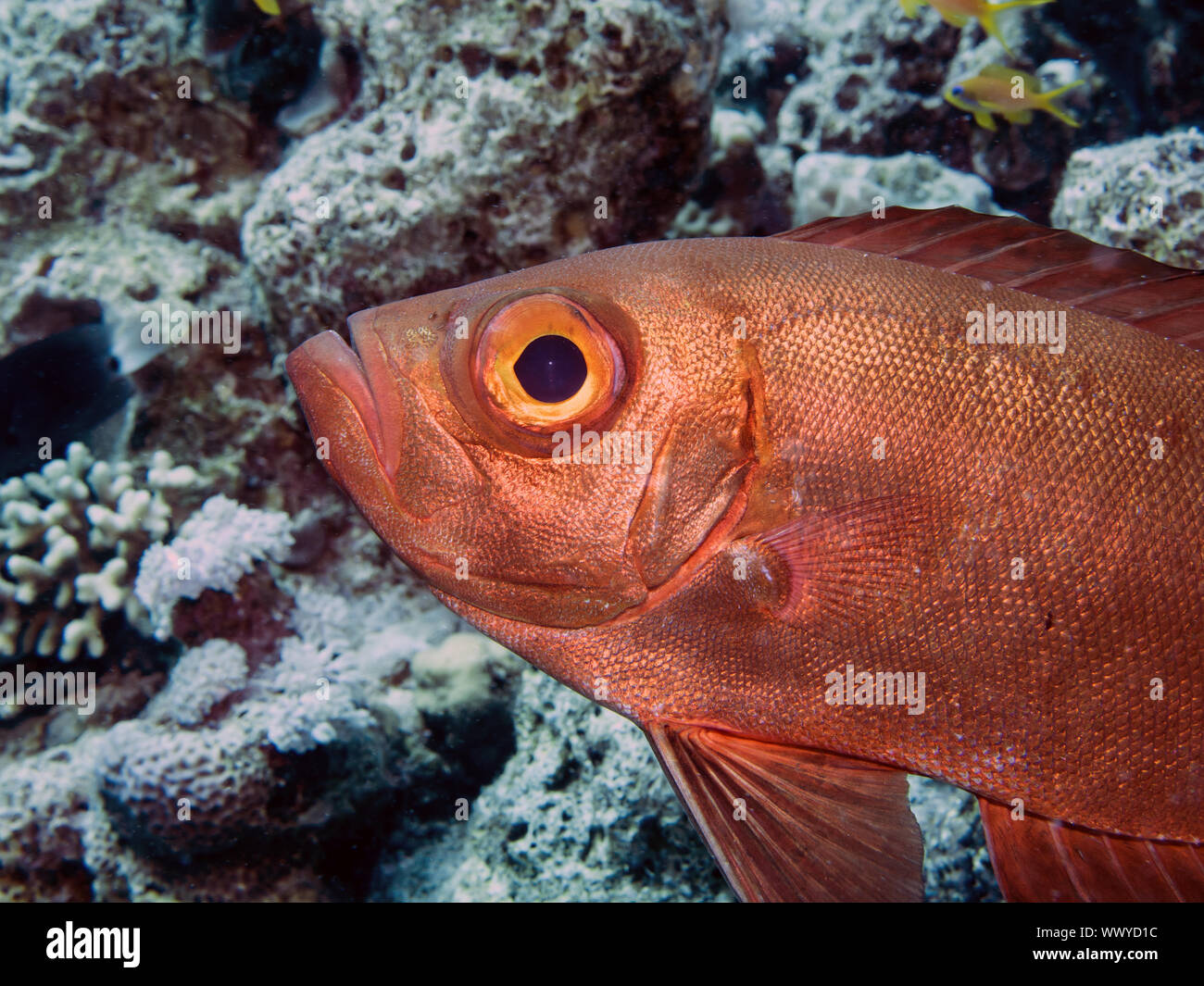 Arrow fish hi-res stock photography and images - Alamy