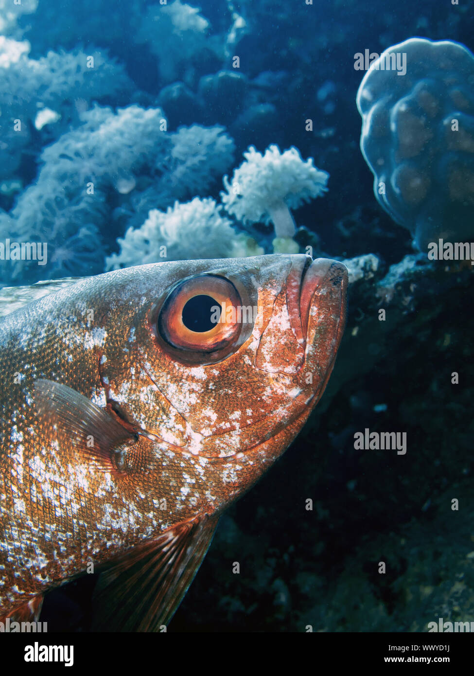 Priacanthus sagittarius hi-res stock photography and images - Alamy