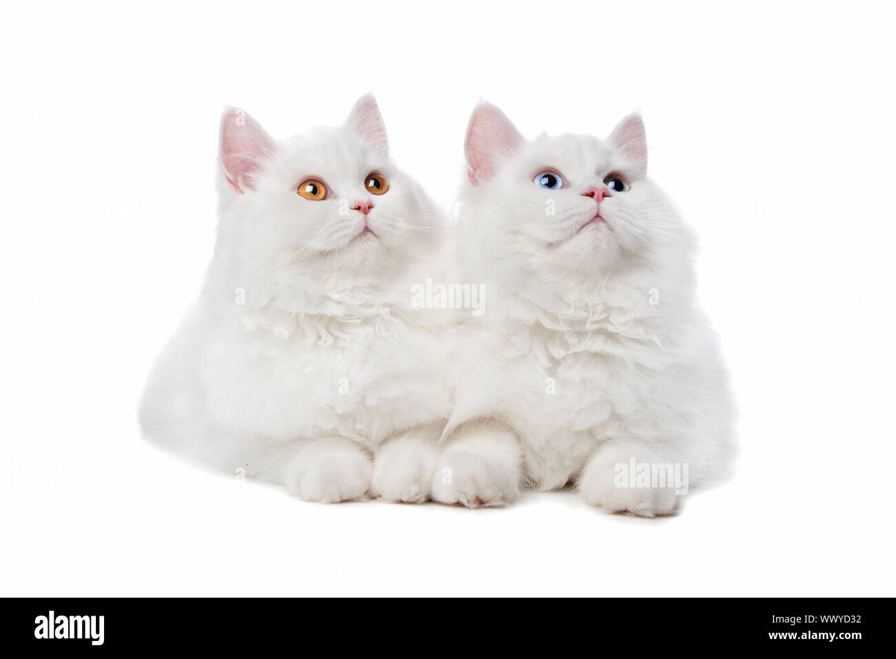 two White cats with blue and yellow eyes. On a white background Stock ...