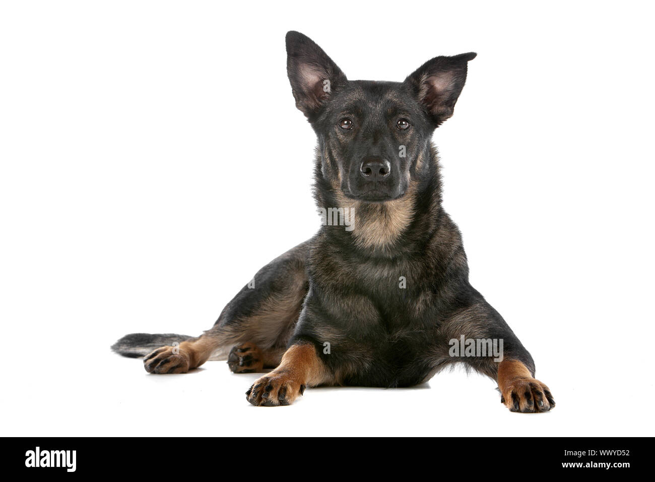 Dutch shepherd dog isolated on a white background Stock Photo - Alamy