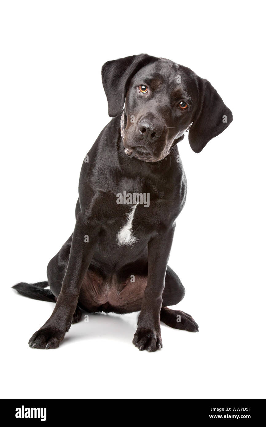 mixed breed lab cross - one year old isolated on white background Stock ...
