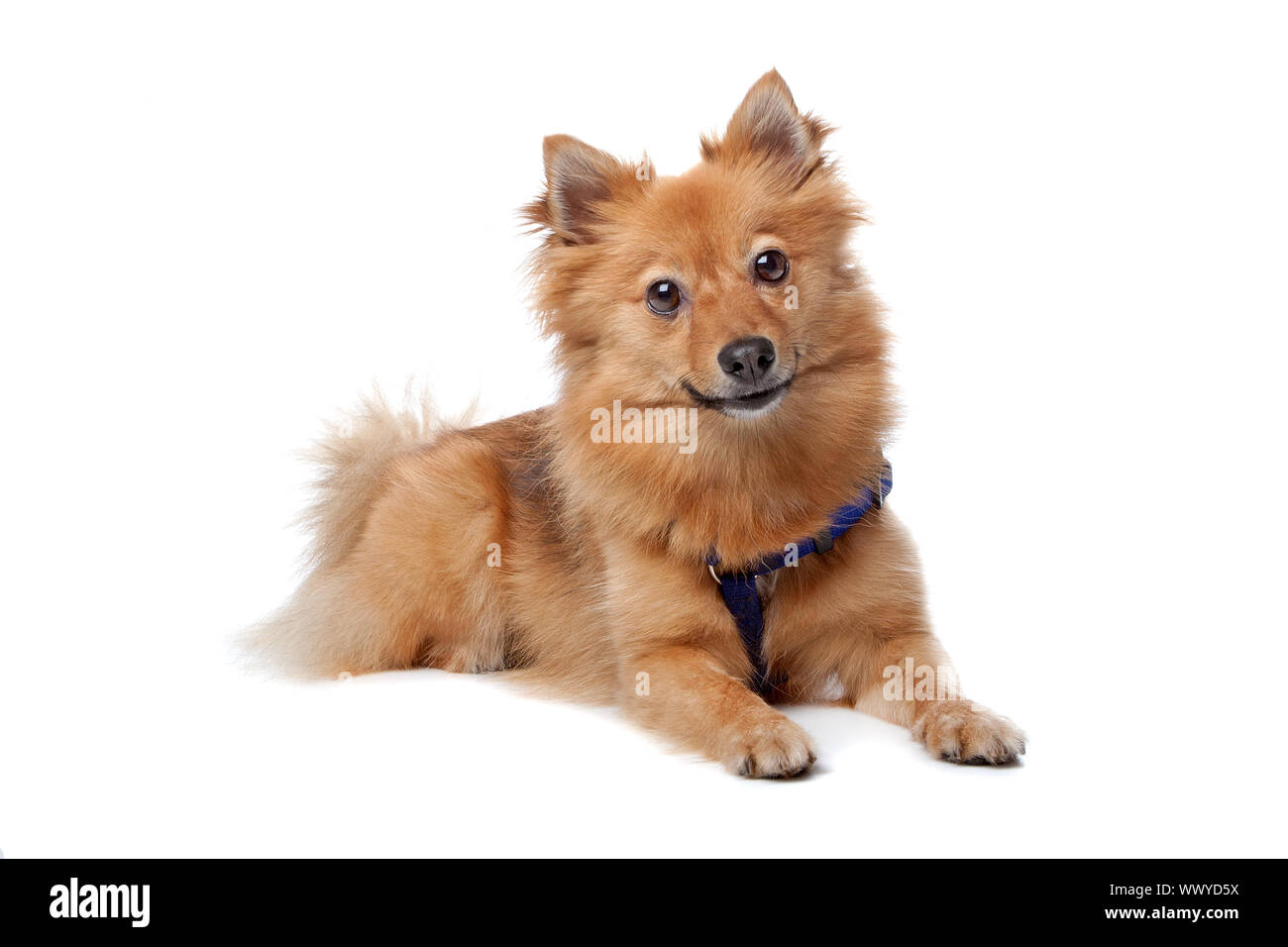 Dutch keeshond isolated on a white background Stock Photo - Alamy