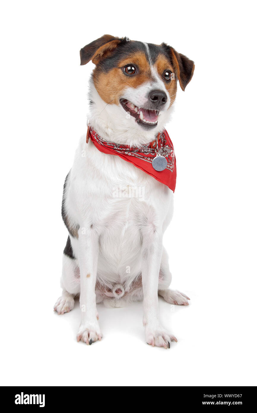 Dutch Terrier (boerenfox) isolated on white Stock Photo - Alamy