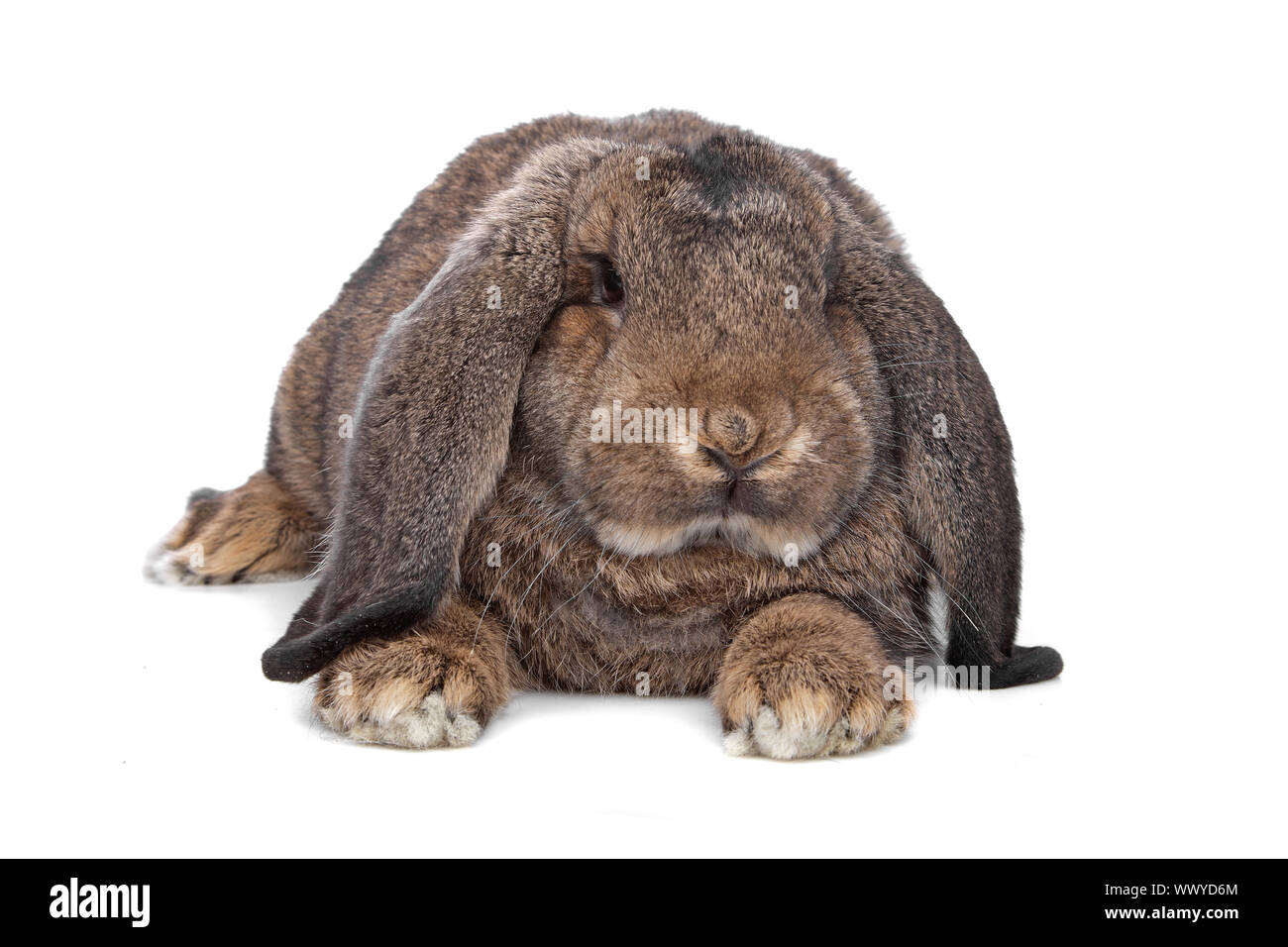 domestic rabbit isolated on white Stock Photo - Alamy