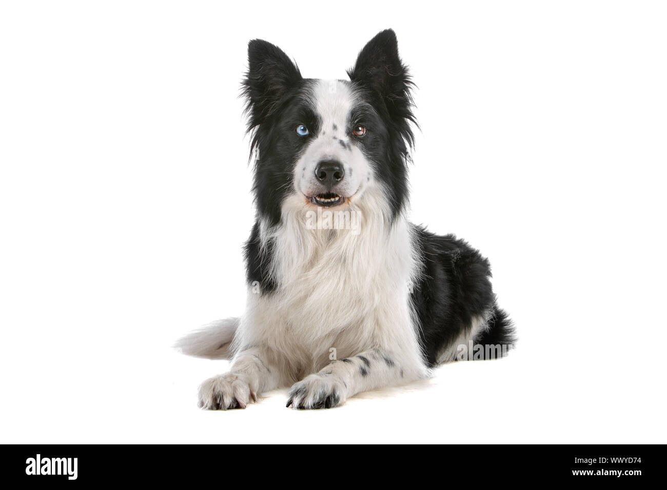 a border collie sheepdog isolated on a white background Stock Photo - Alamy