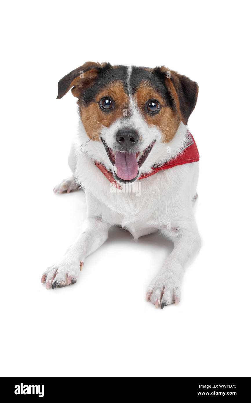Dutch Terrier (boerenfox) isolated on white Stock Photo - Alamy