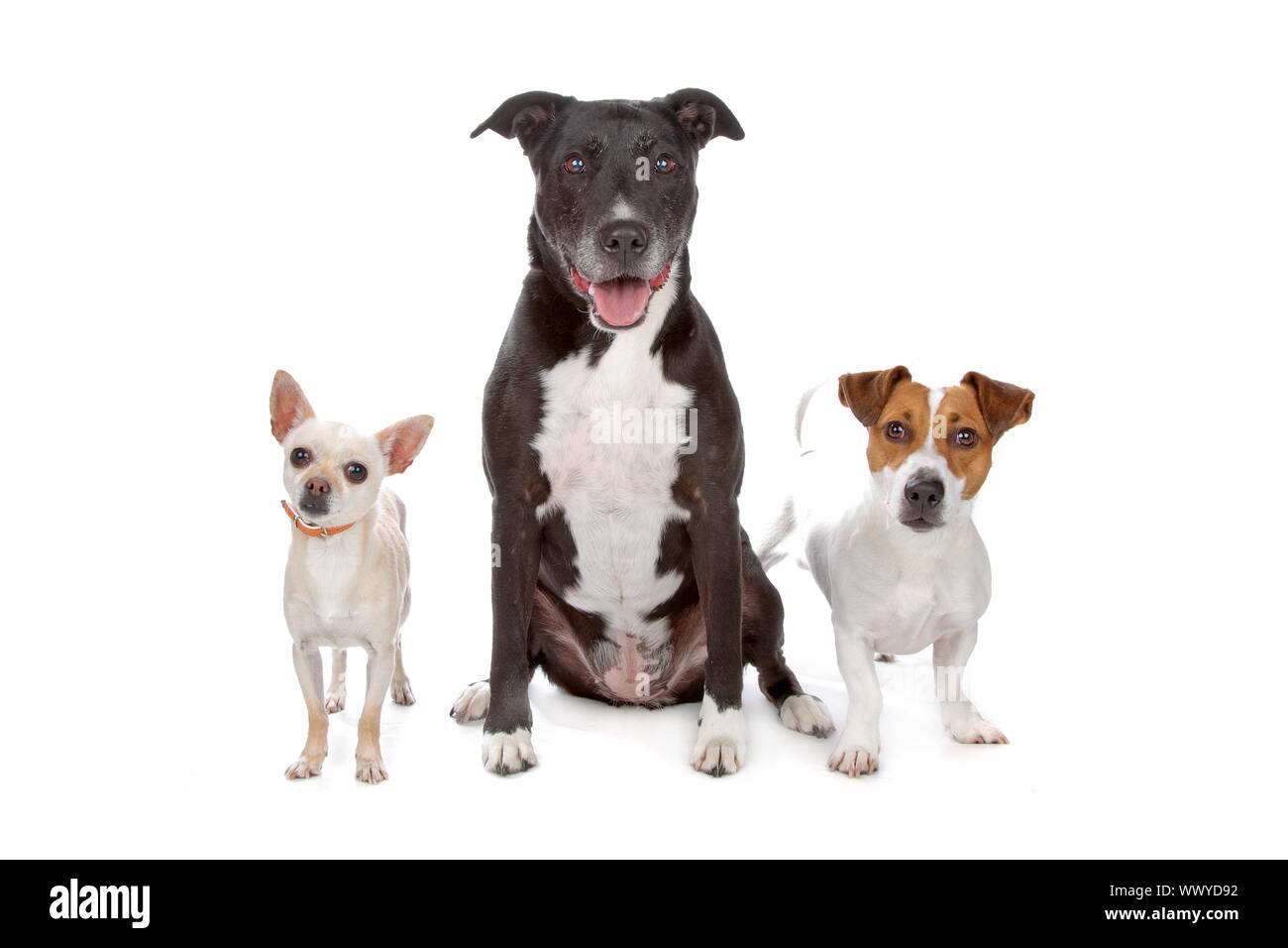 small group of dogs isolated on white Stock Photo - Alamy