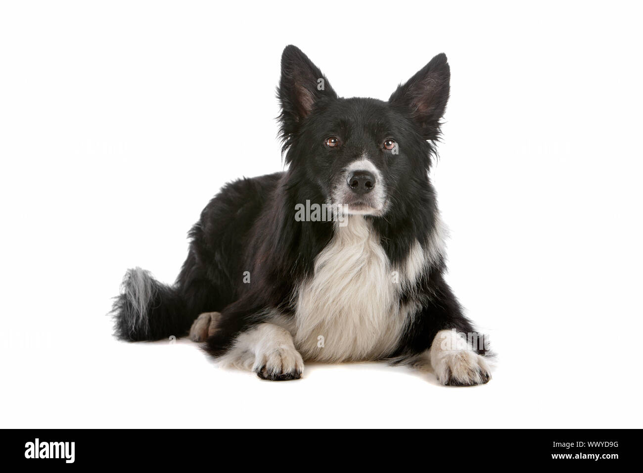 a border collie sheepdog isolated on a white background Stock Photo - Alamy