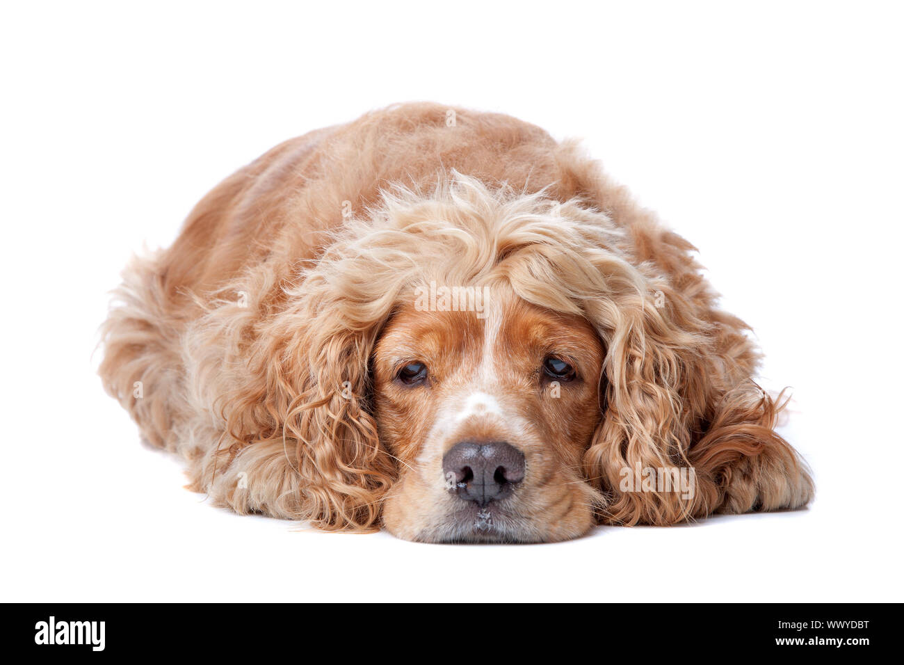 old Cocker Spaniel isolated on a white background Stock Photo - Alamy