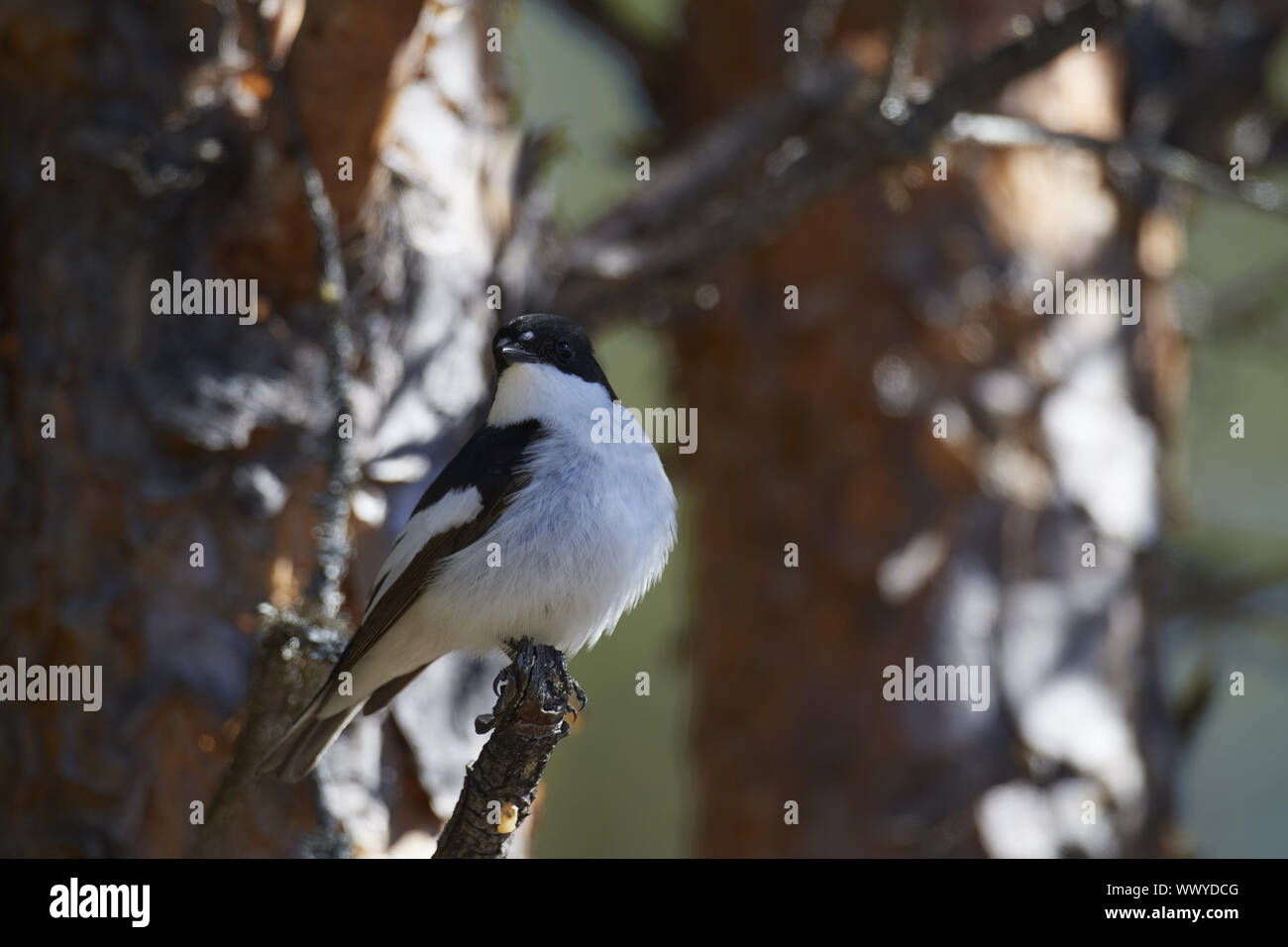 Pied animals hi-res stock photography and images - Alamy