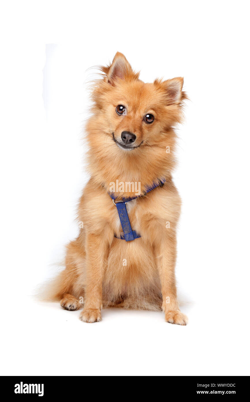 Dutch keeshond isolated on a white background Stock Photo - Alamy