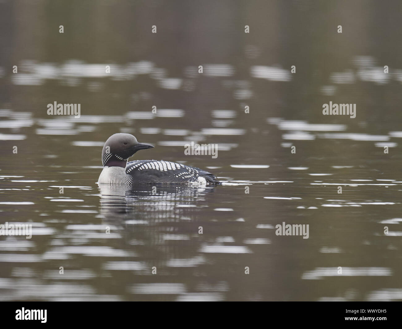 Sea loon hi-res stock photography and images - Alamy
