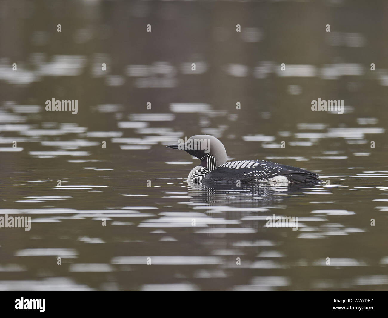 Arctic loon hi-res stock photography and images - Alamy