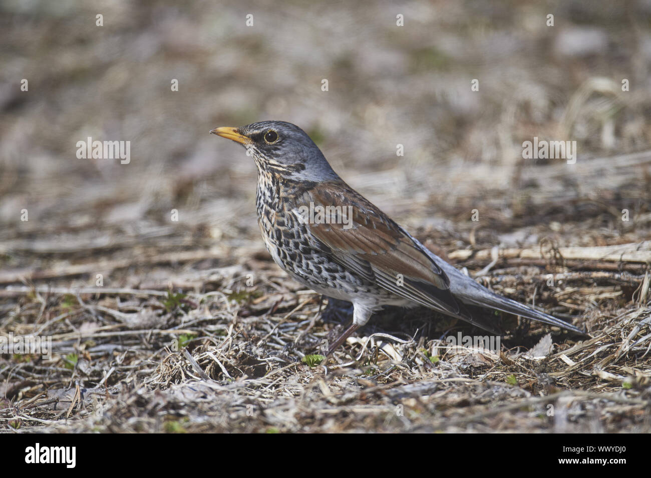 Song thrush tree hi-res stock photography and images - Alamy