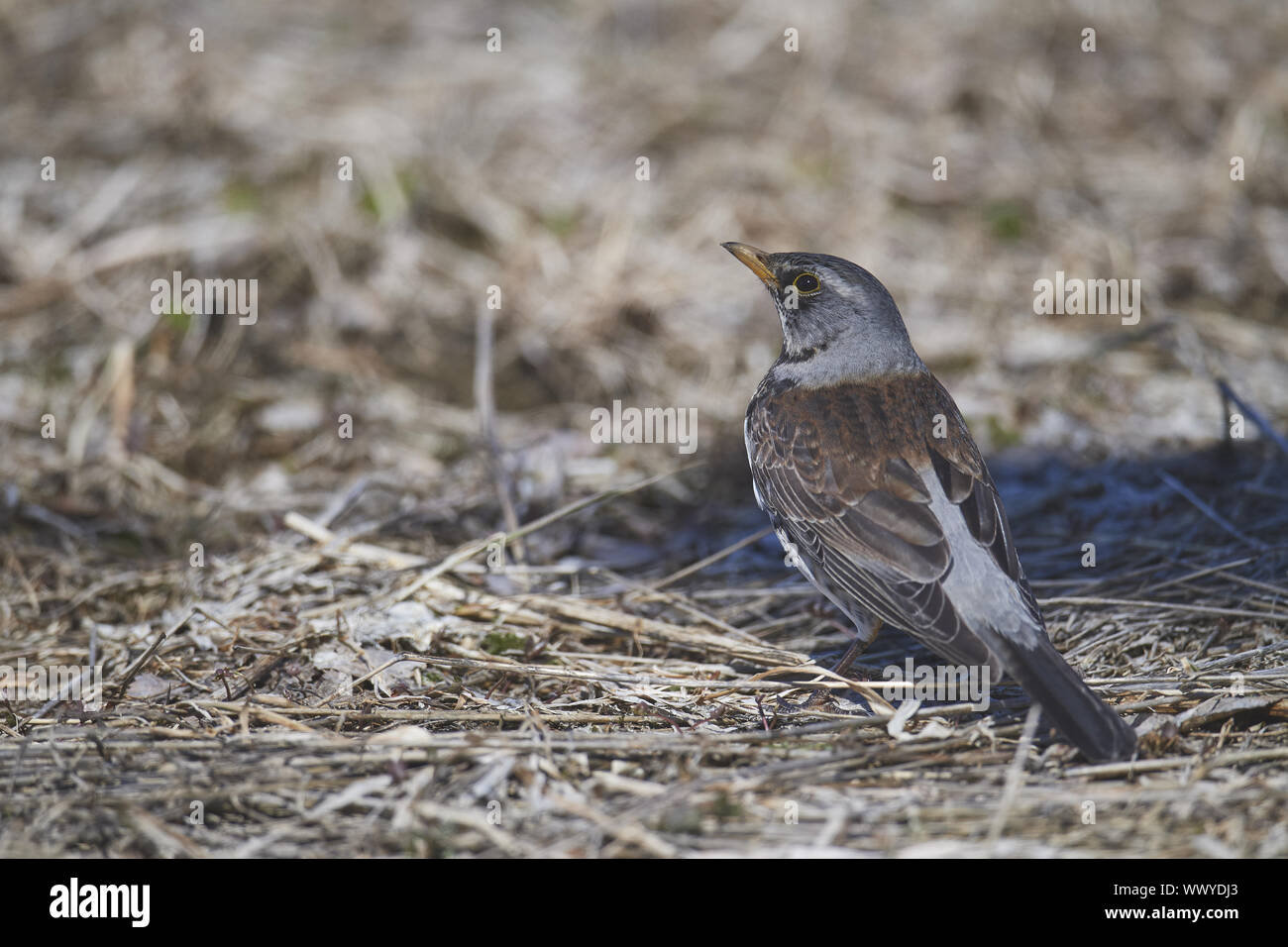 Thrushes of europe hi-res stock photography and images - Alamy