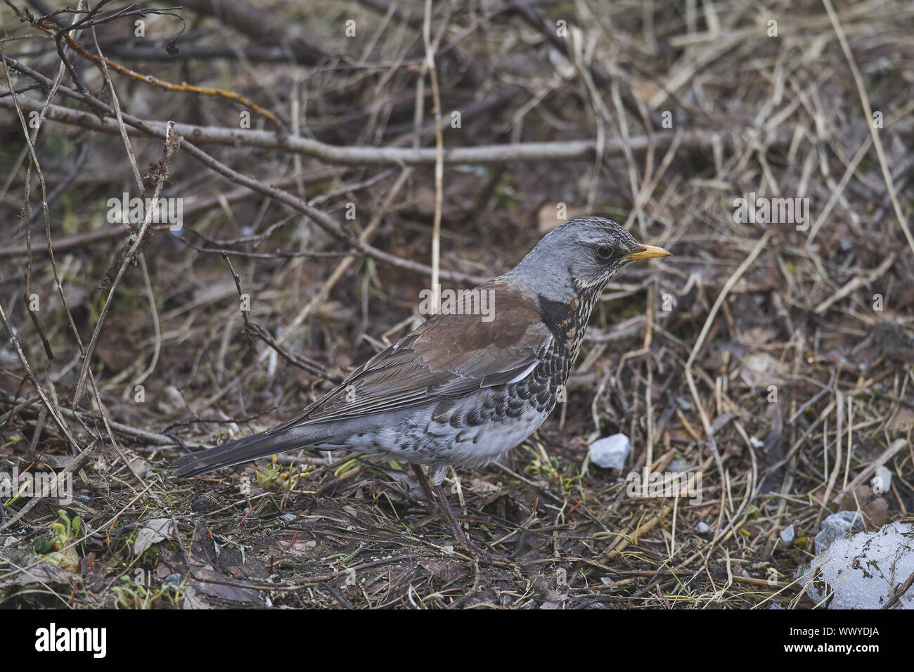 Singing wood thrush hi-res stock photography and images - Alamy
