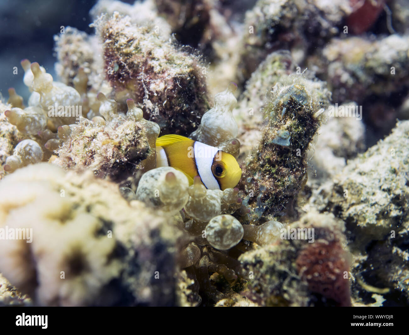 Portrait red sea anemonefish amphiprion hi-res stock photography and ...