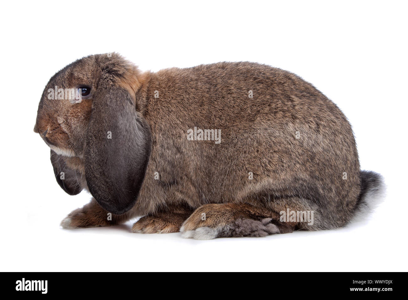 domestic rabbit isolated on white Stock Photo - Alamy