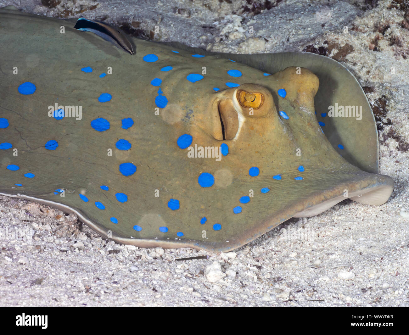 Bluespotted ribbontail ray Stock Photo - Alamy