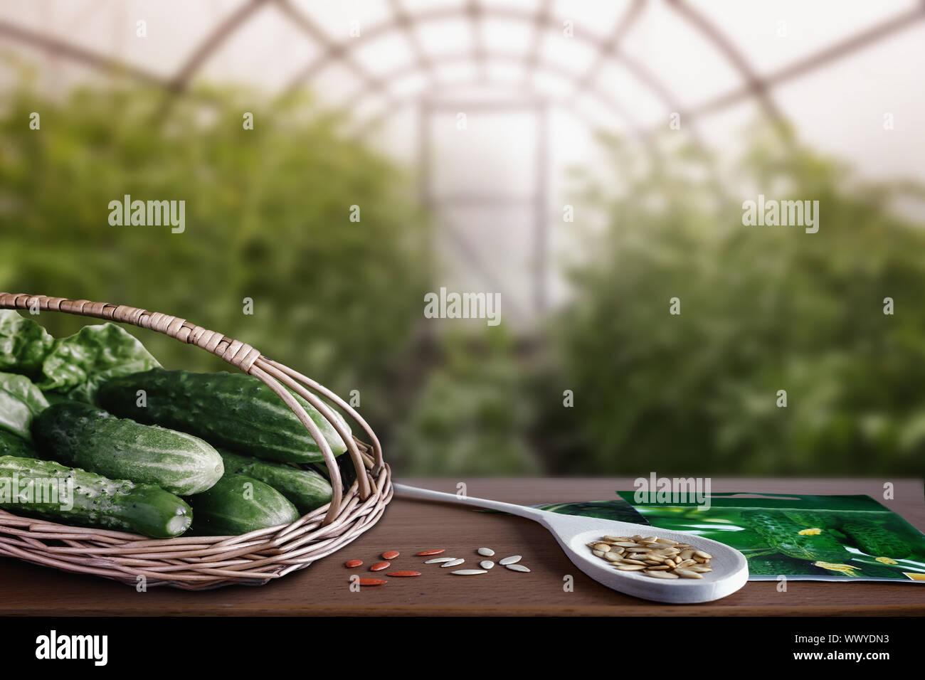 Inside a garden greenhouse hi-res stock photography and images - Alamy