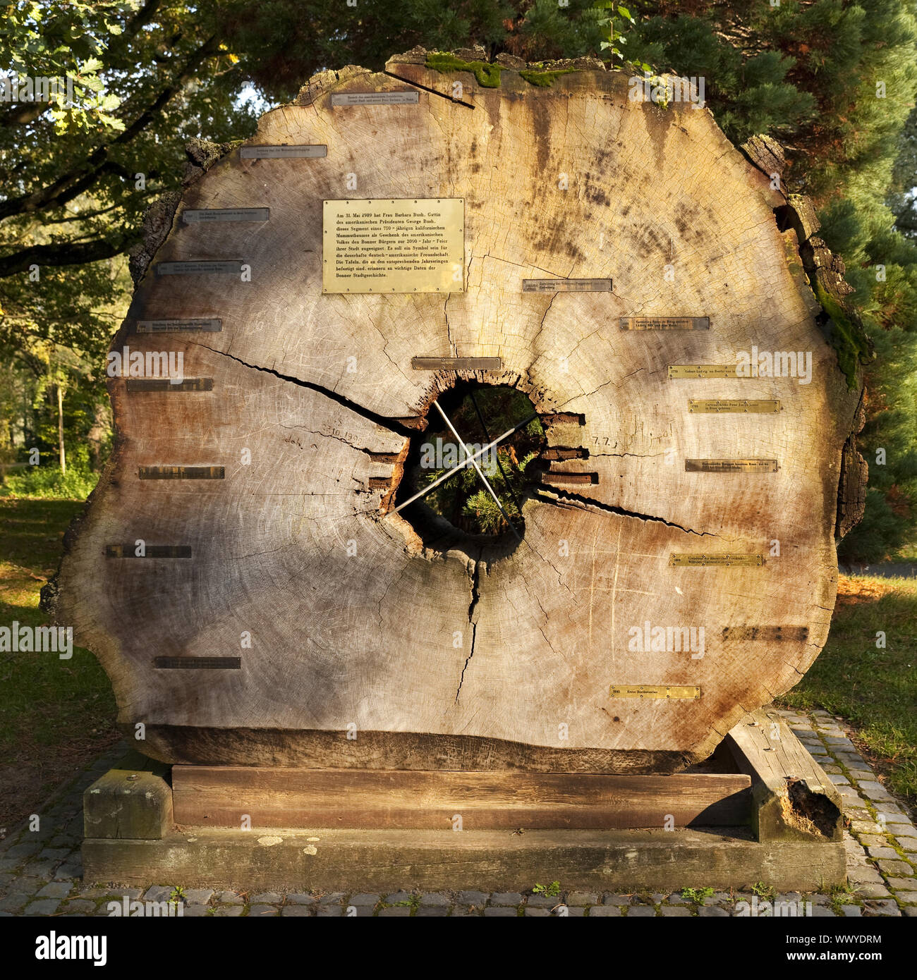tree disc of a 750 years old redwood for the 2000-year anniversary ...