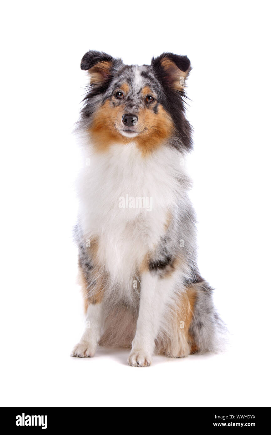 Shetland Sheepdog, Sheltie dog isolated on a white background Stock ...