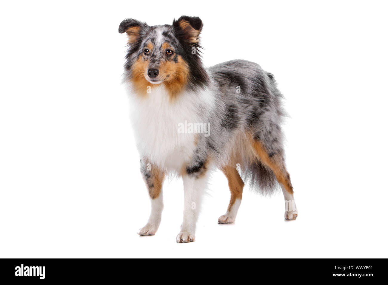 Shetland Sheepdog, Sheltie dog isolated on a white background Stock ...