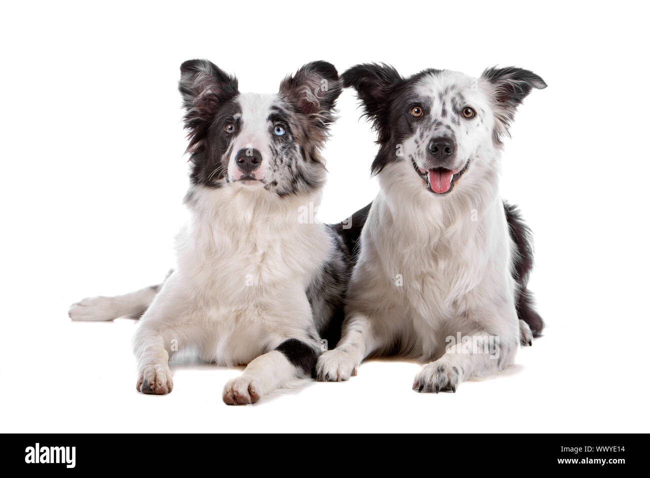 two border collie sheepdogs isolated on a white background Stock Photo ...
