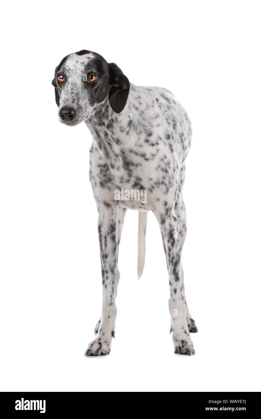 White greyhound dog black spots hi-res stock photography and images - Alamy