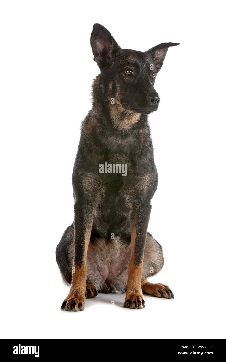 Dutch shepherd dog isolated on a white background Stock Photo - Alamy