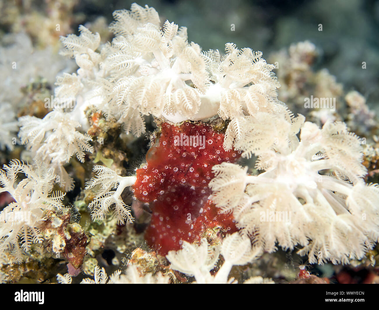 Anthozoa hi-res stock photography and images - Alamy