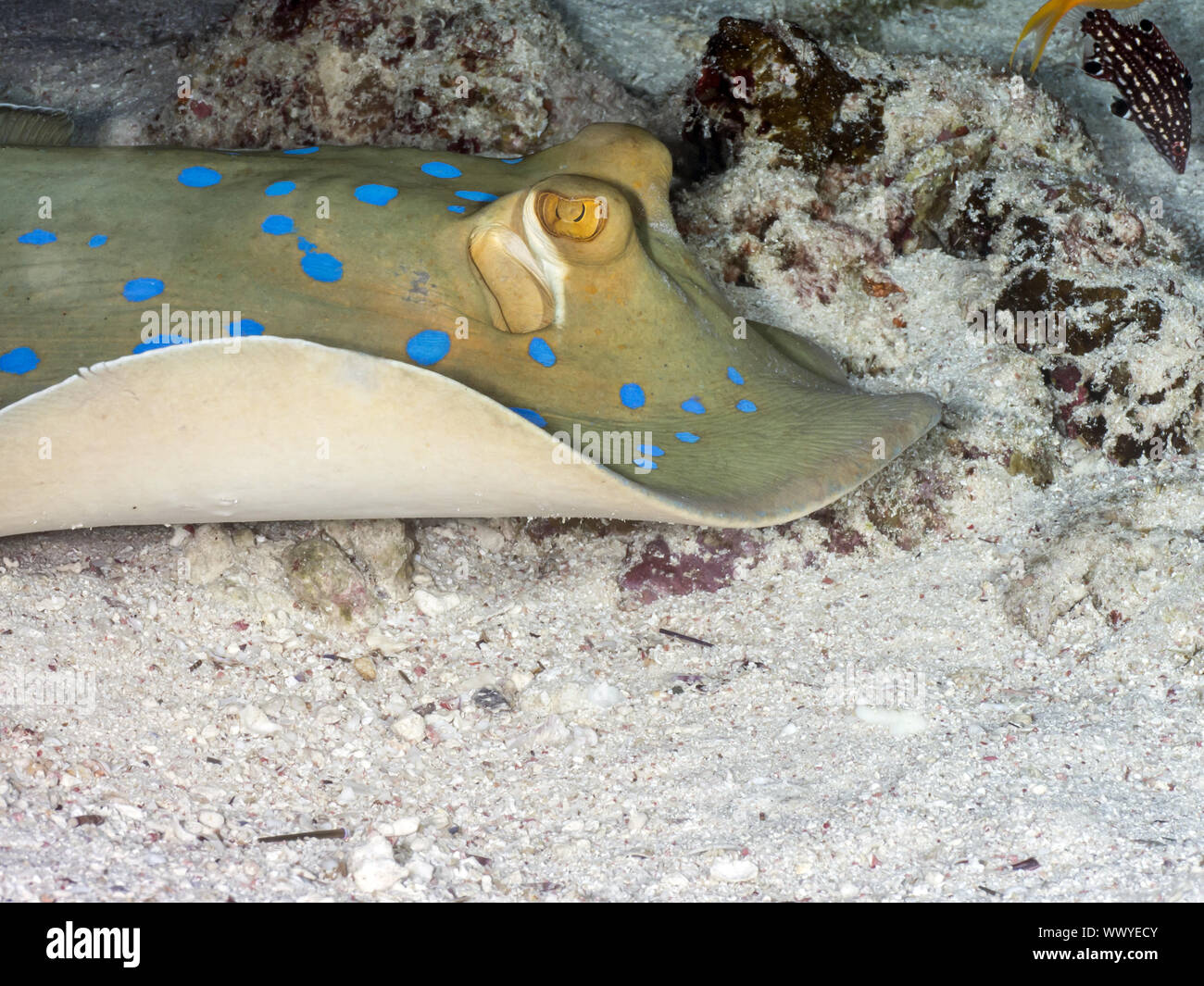 Bluespotted ribbontail ray Stock Photo - Alamy