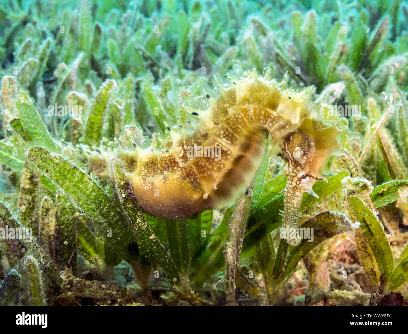 Seahorse up close hi-res stock photography and images - Alamy