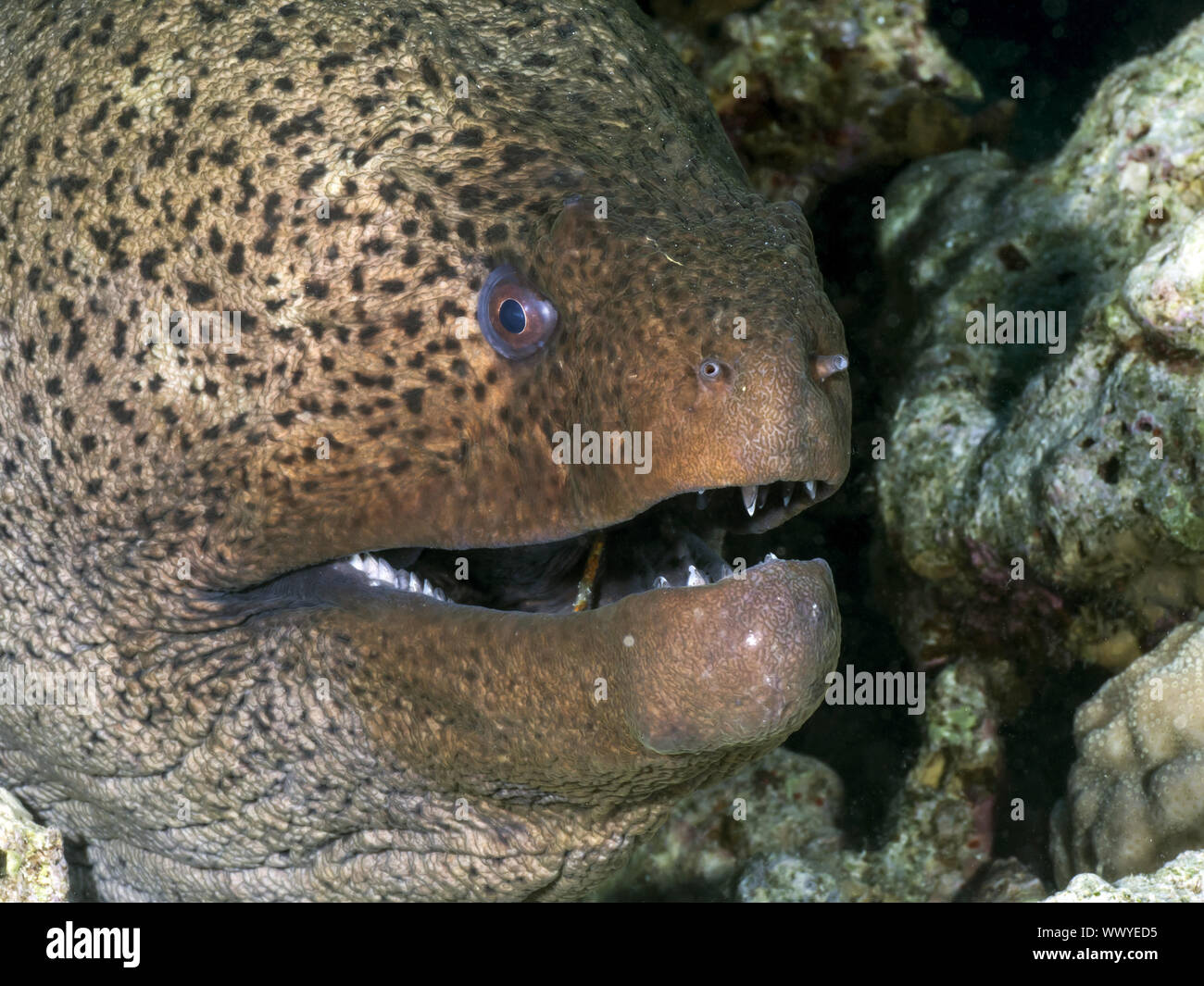 Giant moray hi-res stock photography and images - Alamy