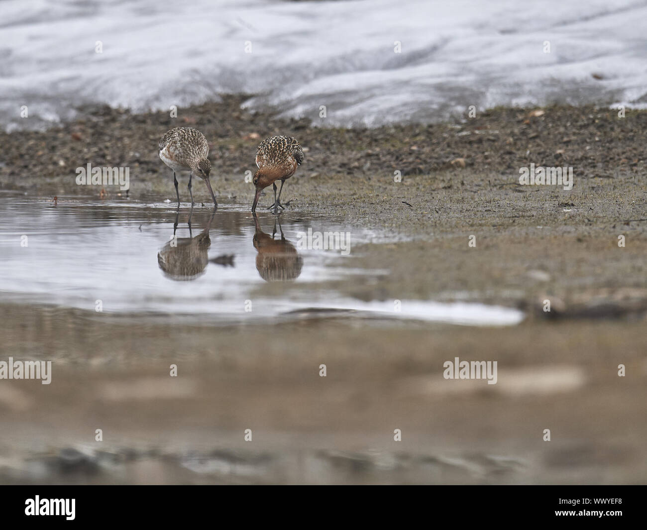 Bar Tailed Godwits High Resolution Stock Photography and Images - Alamy