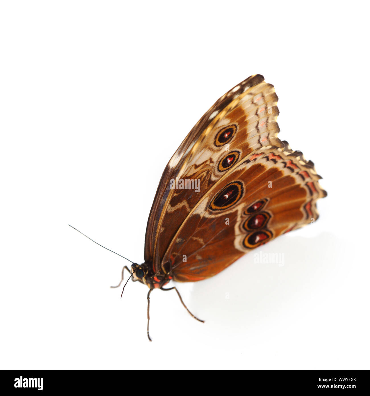 Morpho peleides peru hi-res stock photography and images - Alamy