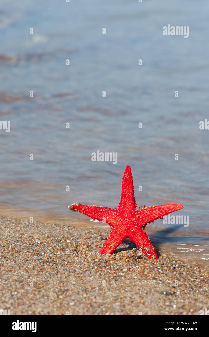 Red starfish in the sand dunes at the beach Stock Photo - Alamy