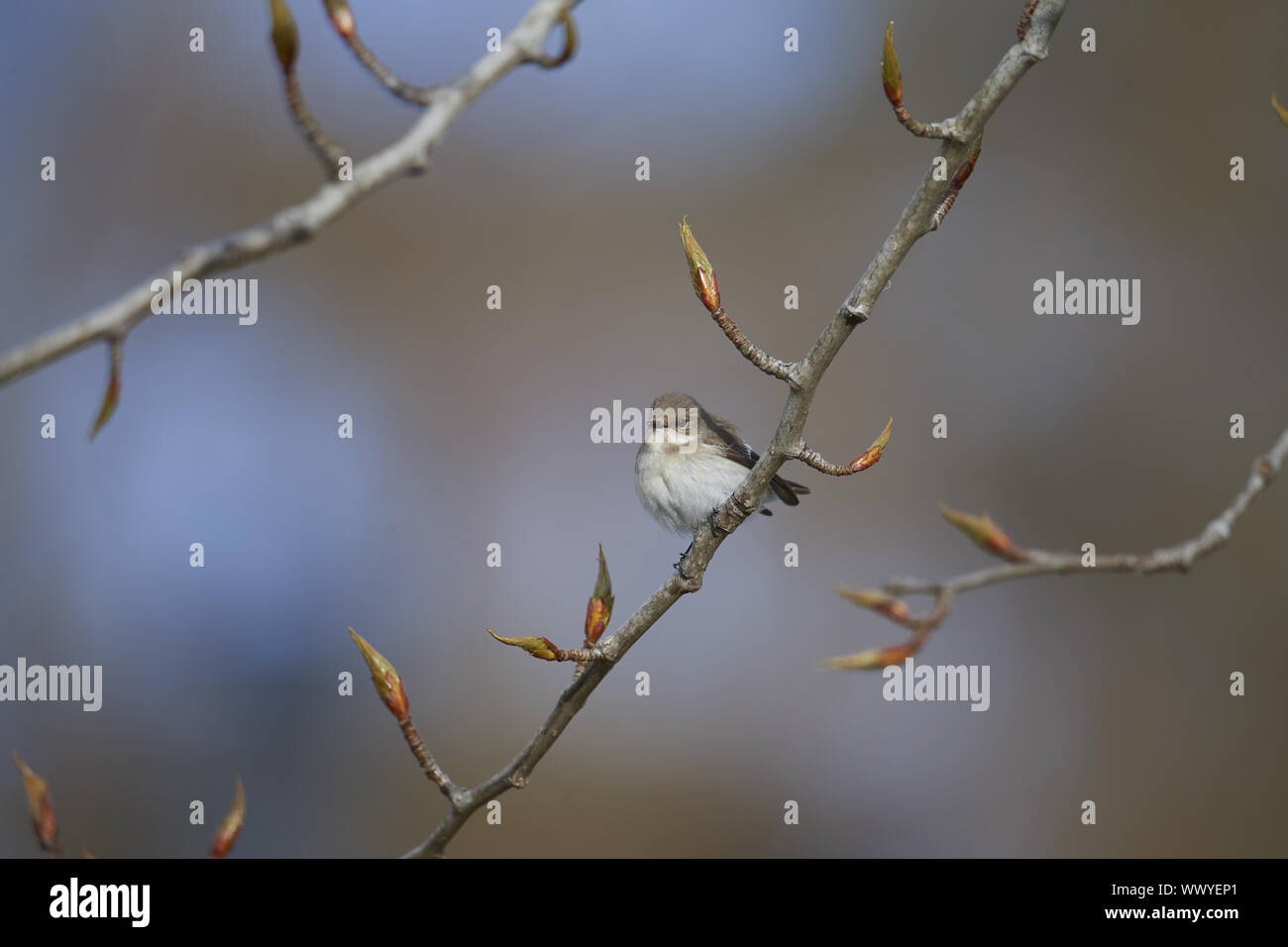 Pied animals hi-res stock photography and images - Alamy