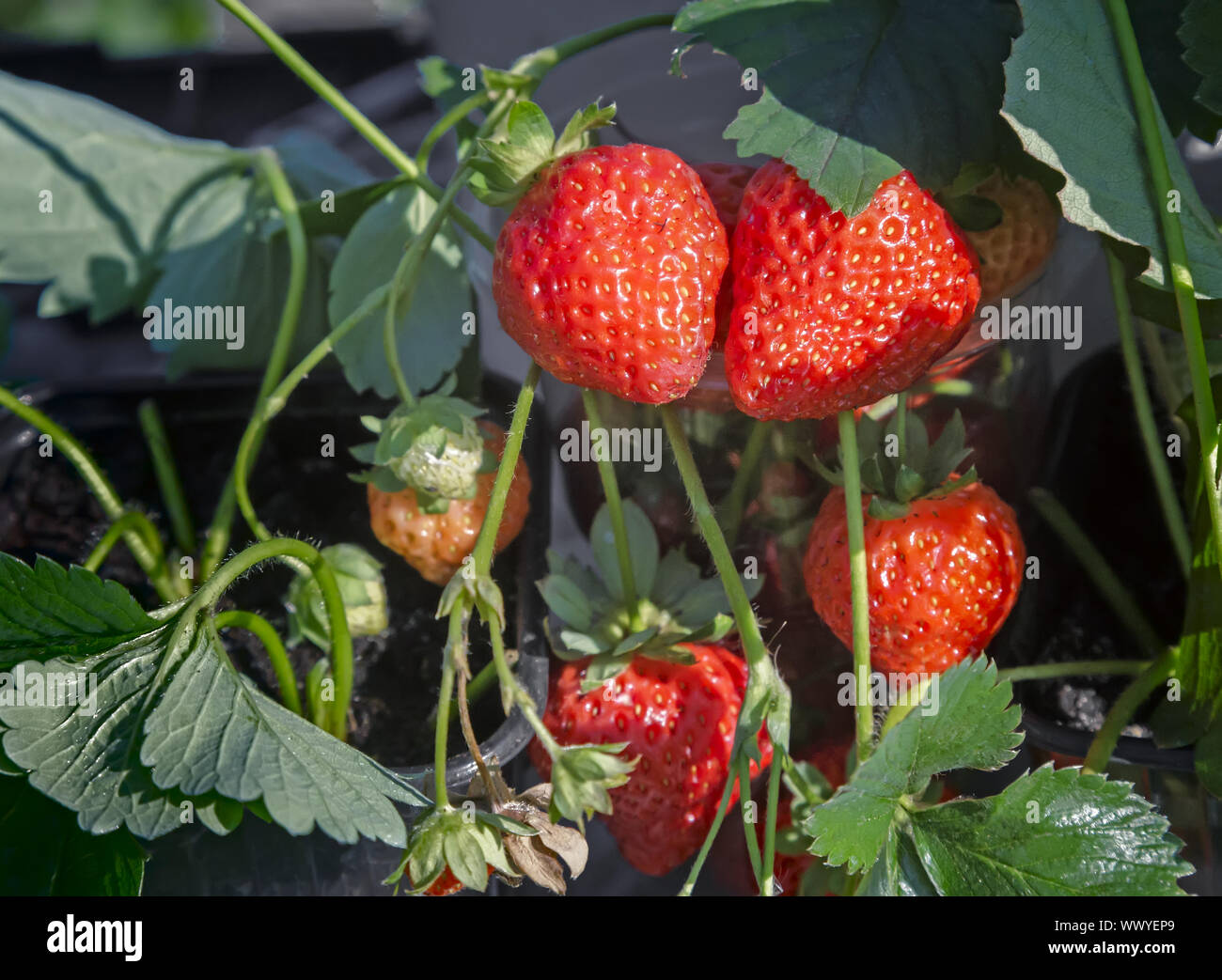 Strawberry ripe berries in the garden Stock Photo - Alamy