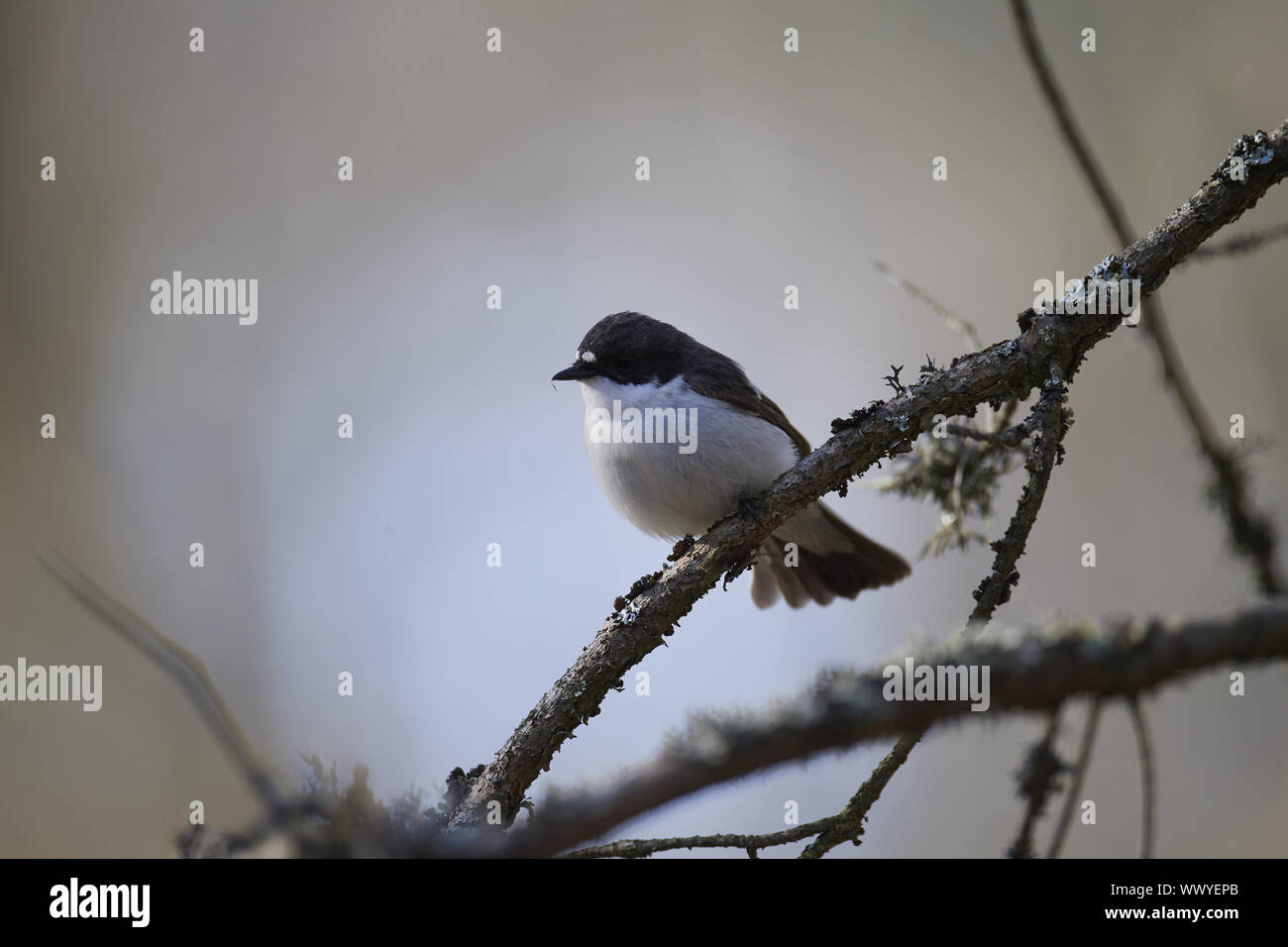Pied animals hi-res stock photography and images - Alamy