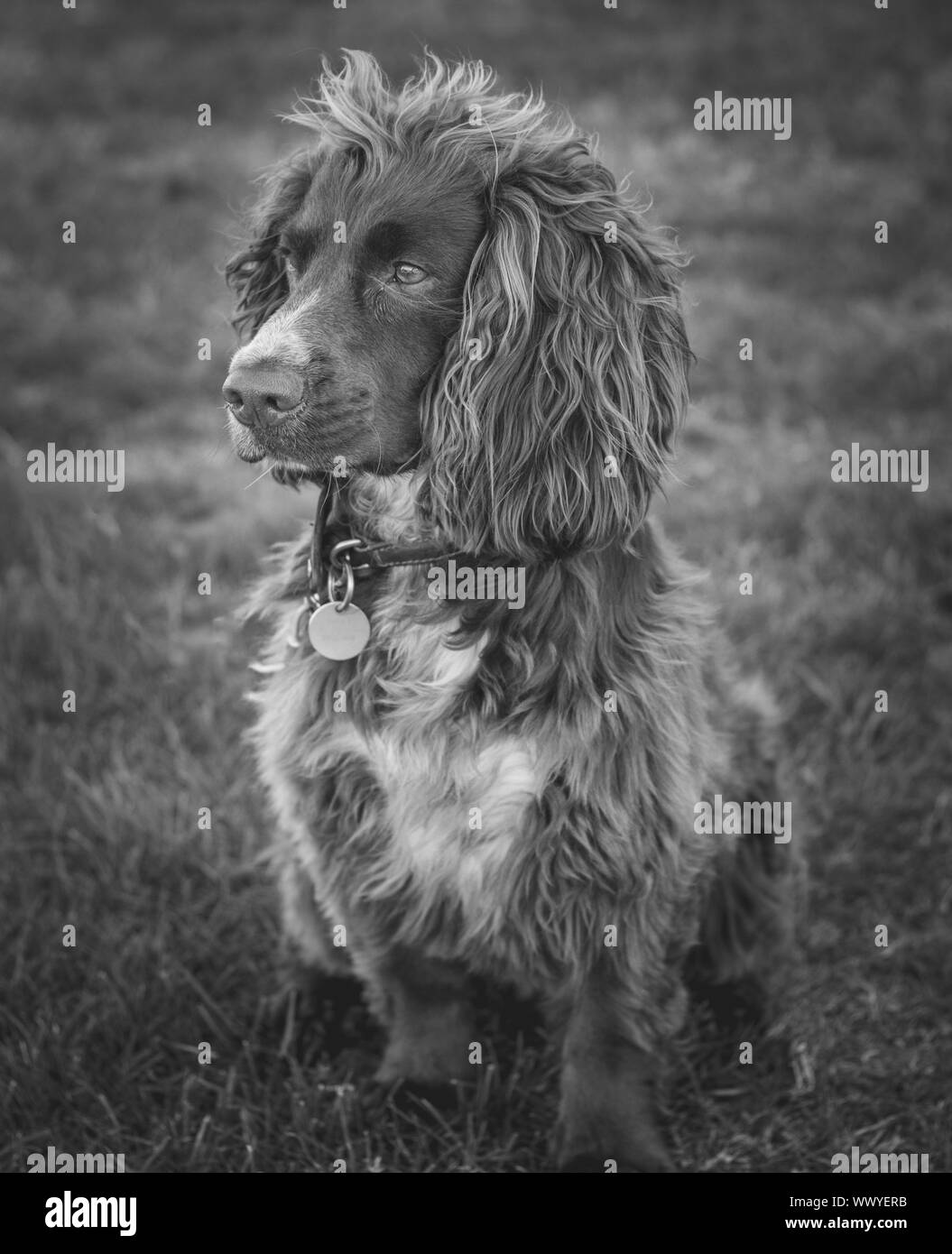 Mammal cocker spaniel Black and White Stock Photos & Images - Alamy
