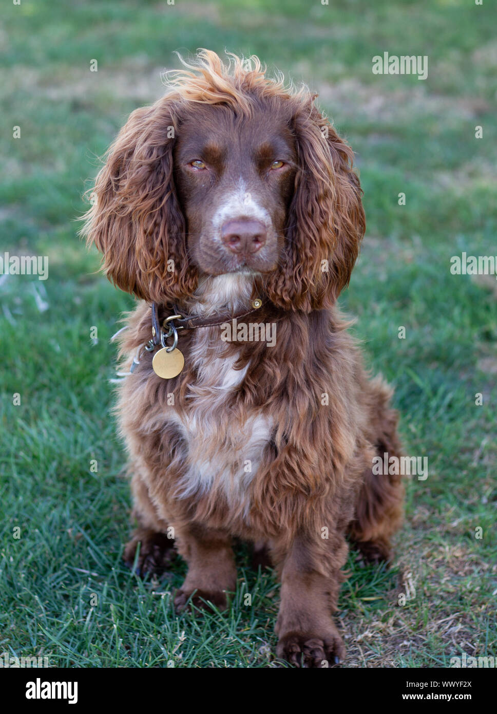 Woman english cocker spaniel hi-res stock photography and images - Alamy