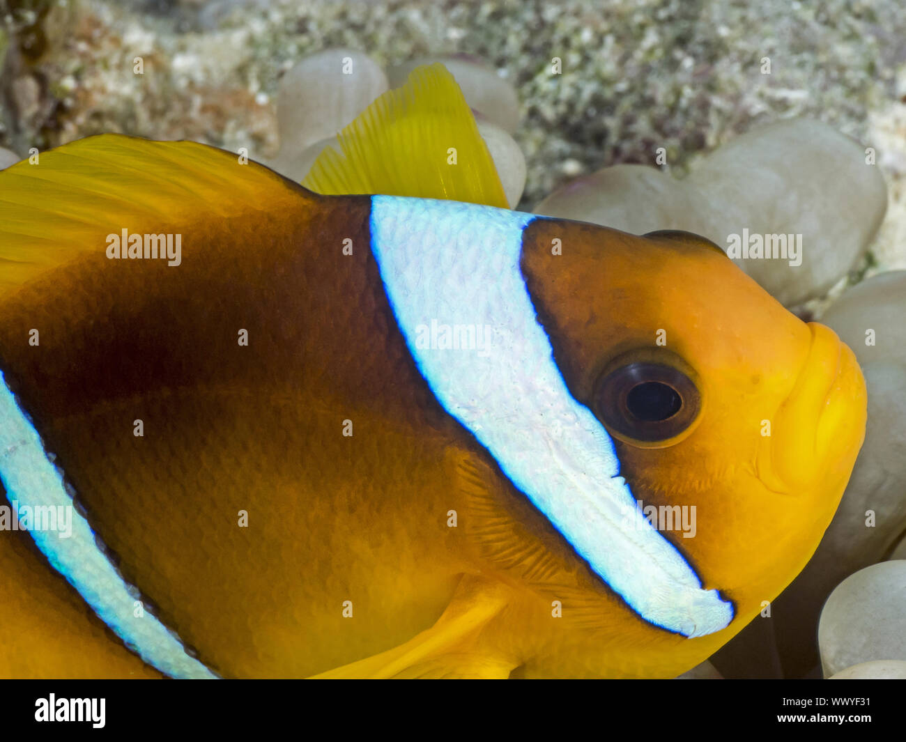 Portrait red sea anemonefish amphiprion hi-res stock photography and ...