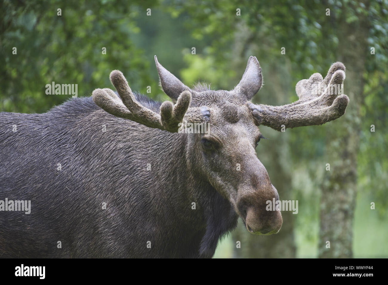 World animals hi-res stock photography and images - Alamy