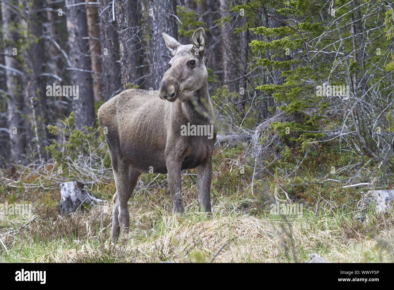 Animals of moose hi-res stock photography and images - Alamy