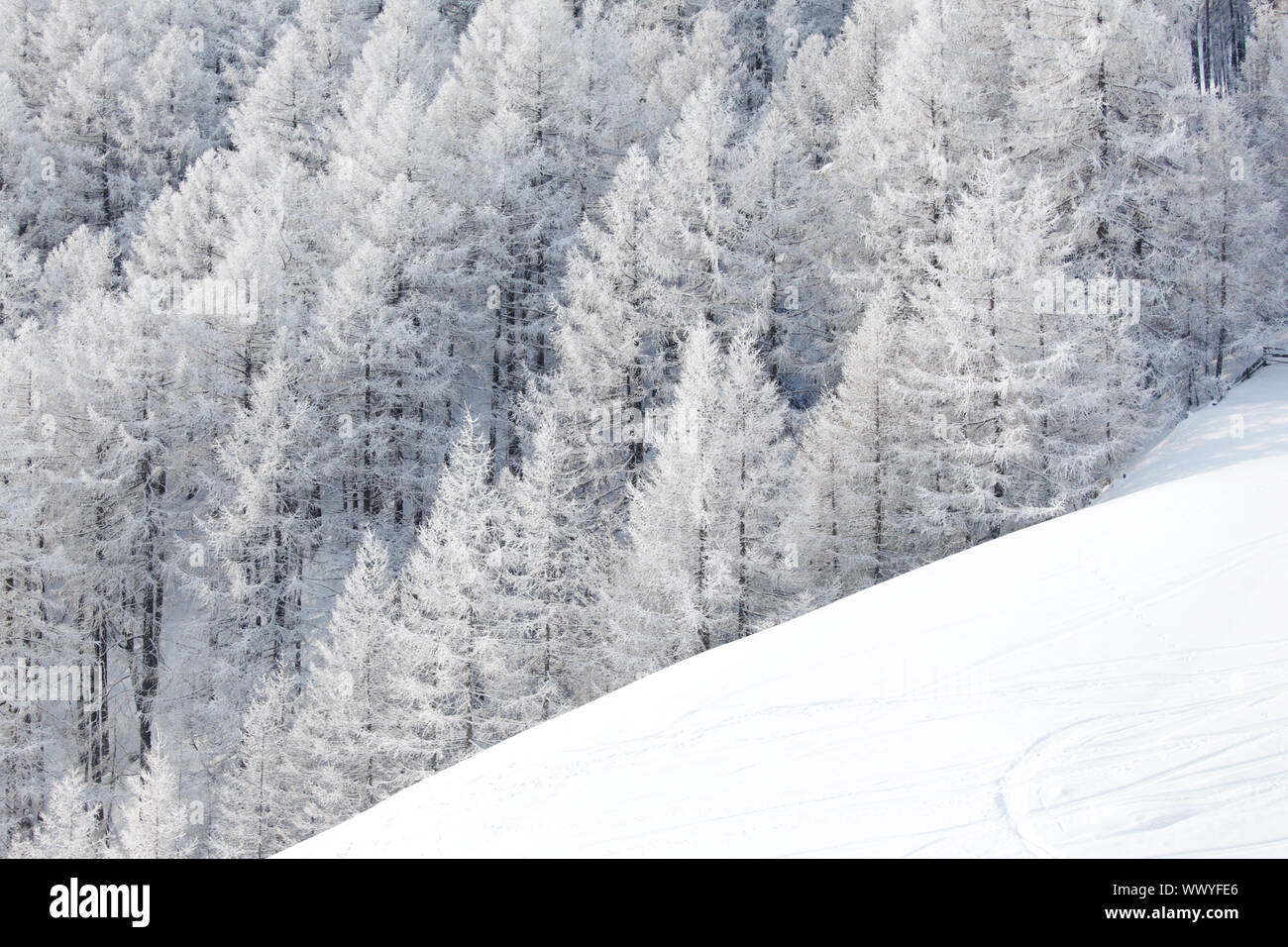 forest in snow on alpen top Stock Photo - Alamy