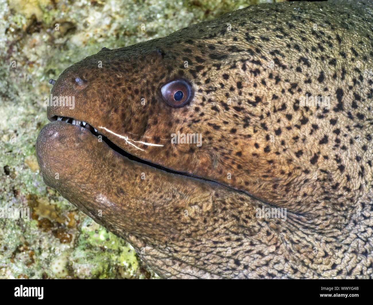 Close up moray hi-res stock photography and images - Alamy