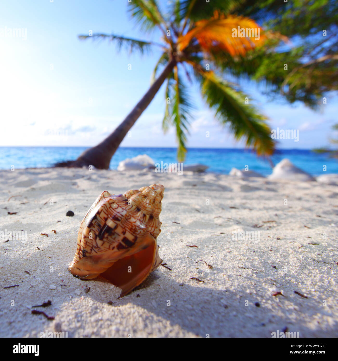 shell on sand under palm Stock Photo - Alamy